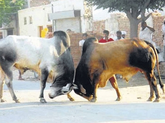 कानपुर में यमदूत बनकर घूम रहे आवारा सांड, साइकिल सवार किशोर को रौंदते ...